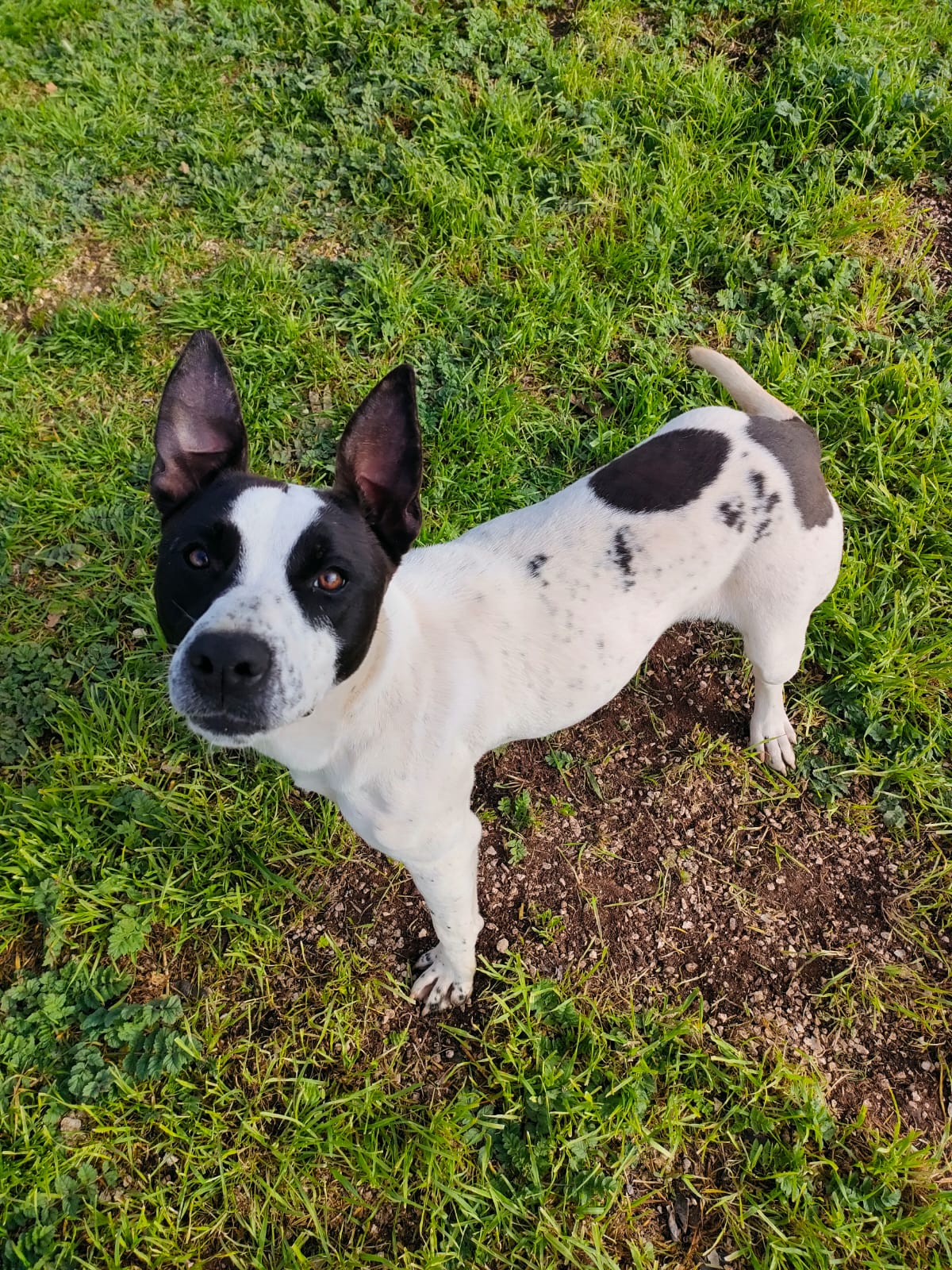 Alice, 💘Sono Una Splendida Cucciola Simil Amstaff/Pointer cane a Como ...