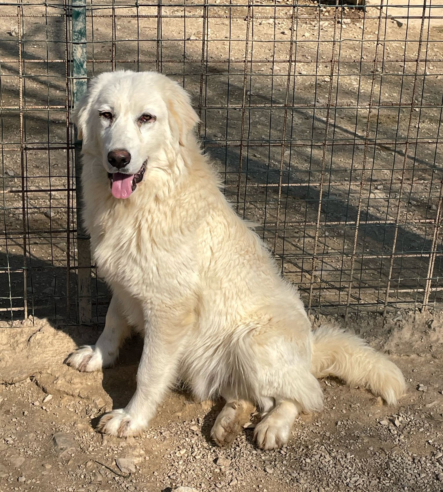 Adotta Il Tenero Lucky cane a Genova in Regalo