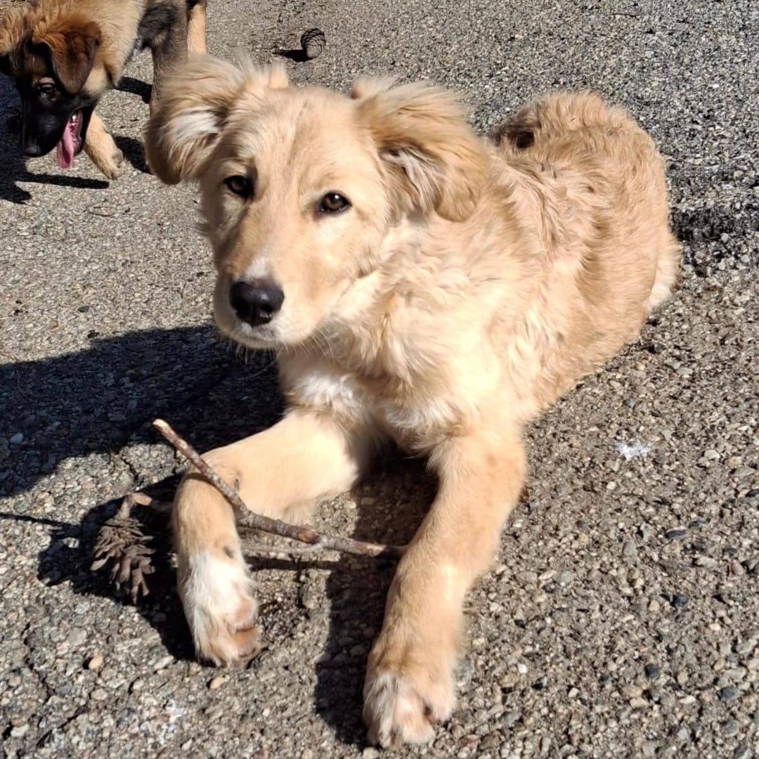 Scotty, Simil Golden Retriever cane a Brescia in Regalo