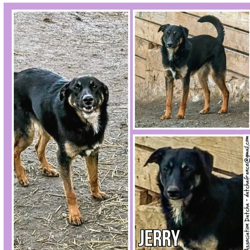 Jerry Chien à Paris 05 (75005) À donner