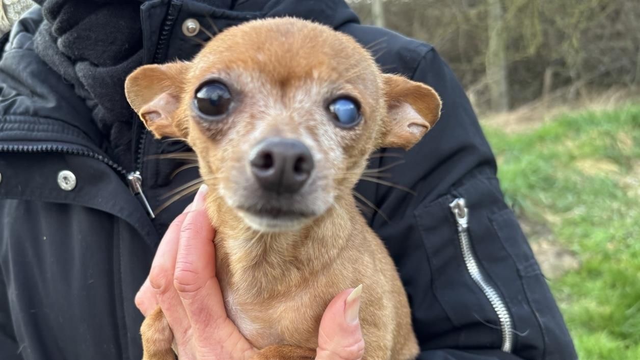 Nazle Vaa Chien à Paley (77710) À donner