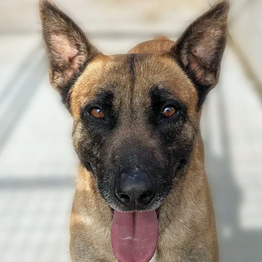 Rock Chien à Le Teil (7400) À donner