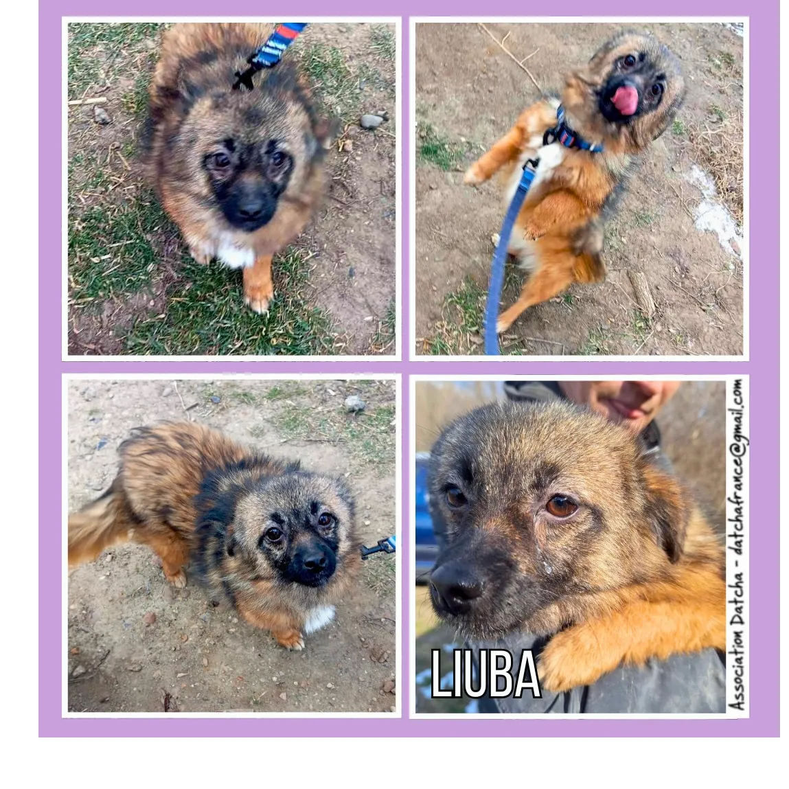 Liuba Chien à Paris 20 (75020) À donner