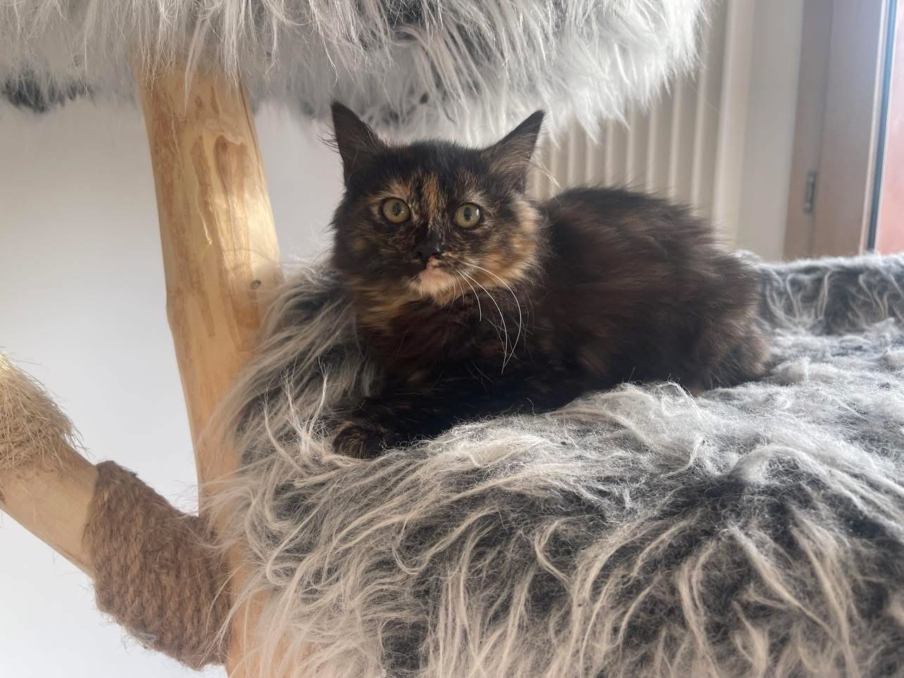 Vaena Chat à Corbeil-Essonnes (91100) À donner