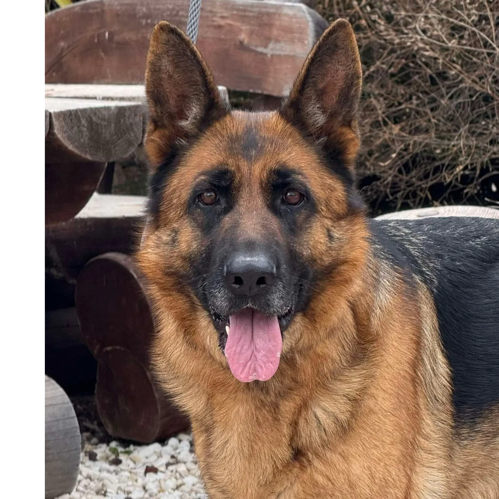 Ruby - Maria Chien à Renneville (31290) À donner