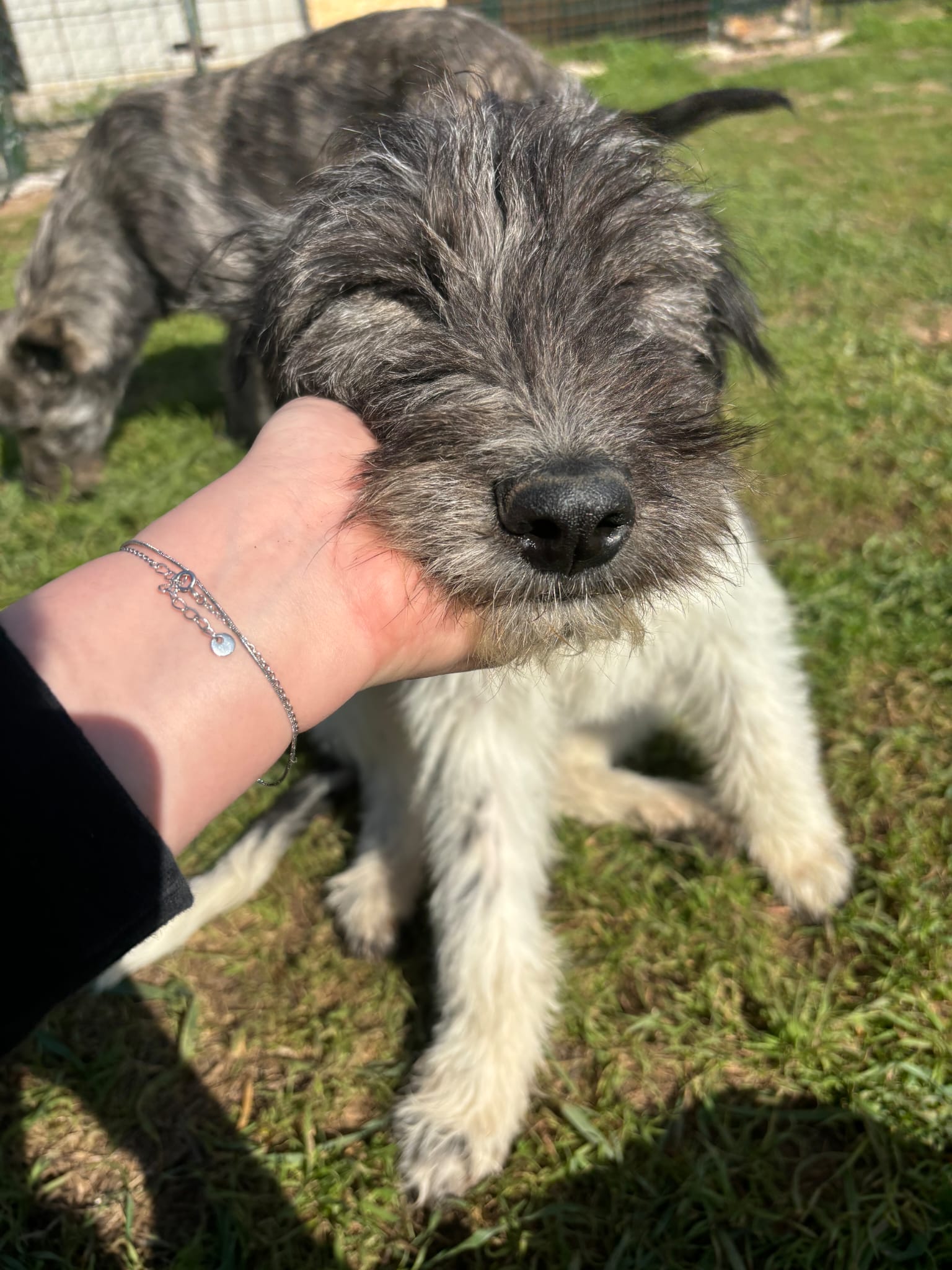 Minnie - Cucciola Simil Fonnese cane a Oristano in Regalo