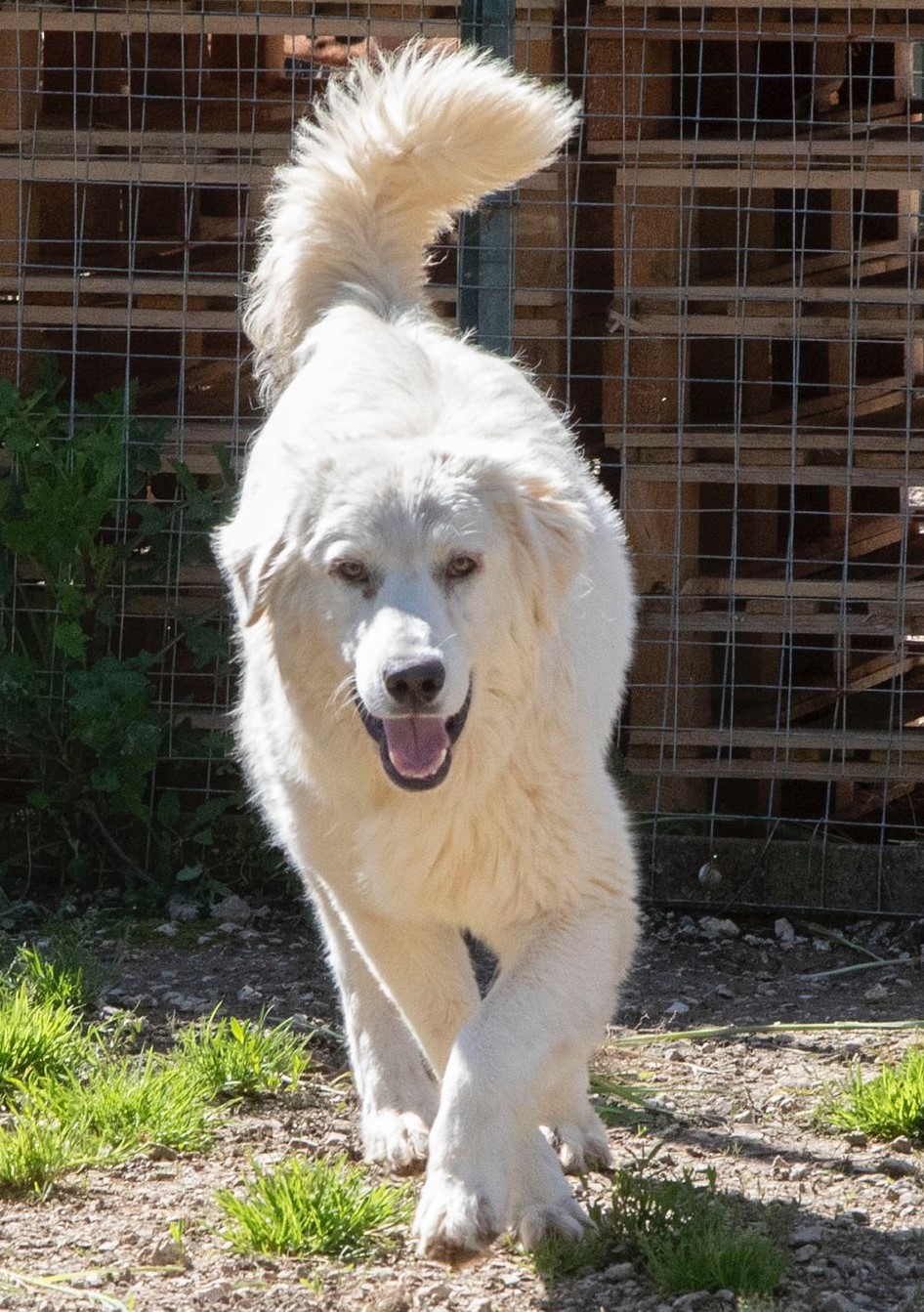 Adotta Il Tenero Lucky cane a Bologna in Regalo