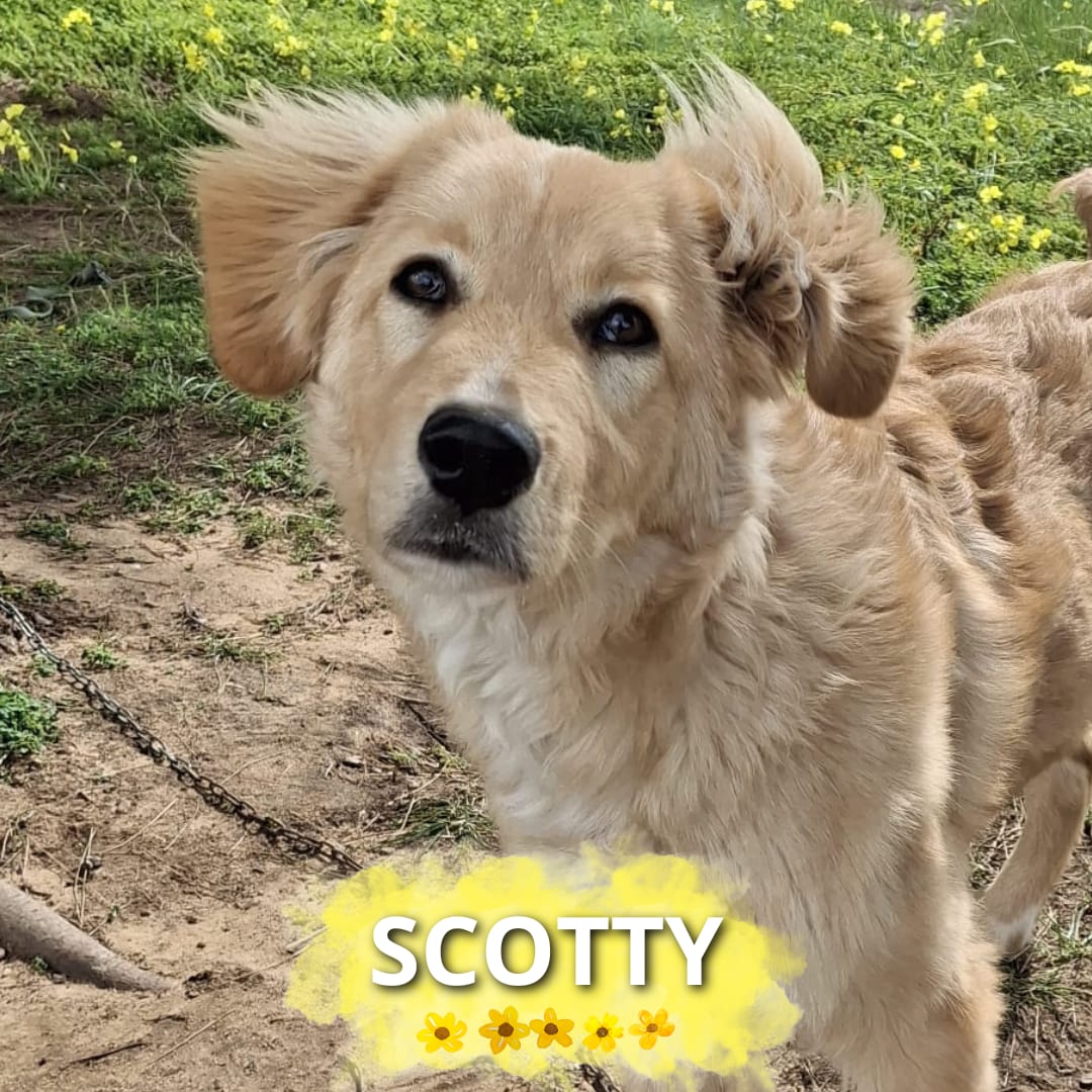 Scotty, Cucciolo Batuffoloso cane a Ivrea in Regalo