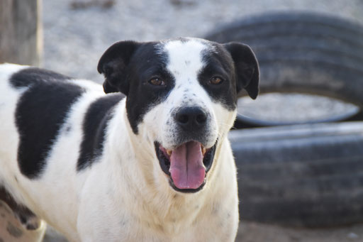 Apollo cane a Cirò Marina in Regalo