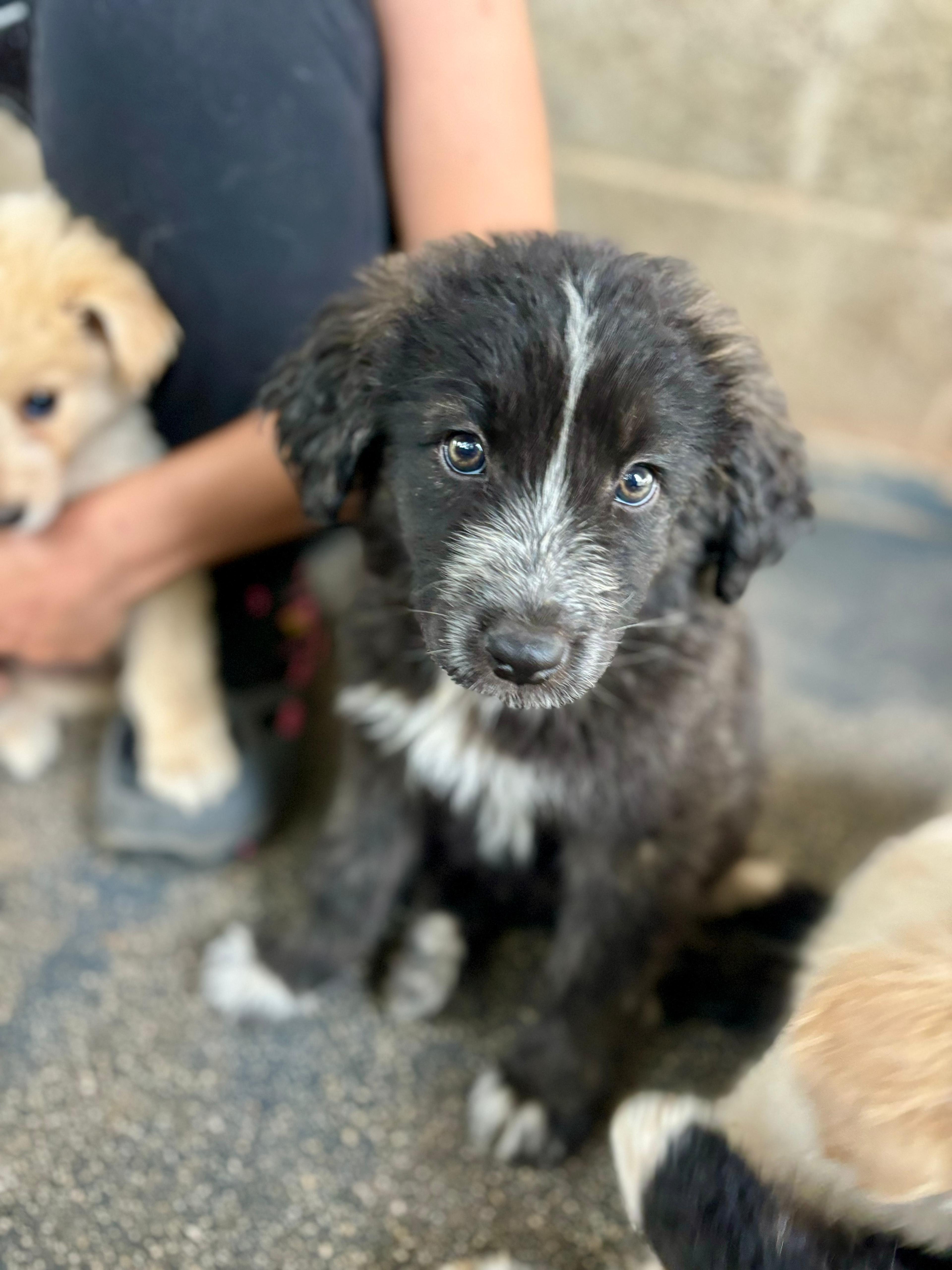 Musa🩷 cane a Milano in Regalo