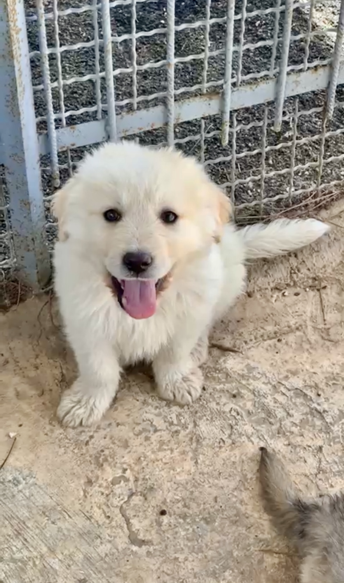 Salvalo Dal Canile💔 a Genova in Regalo