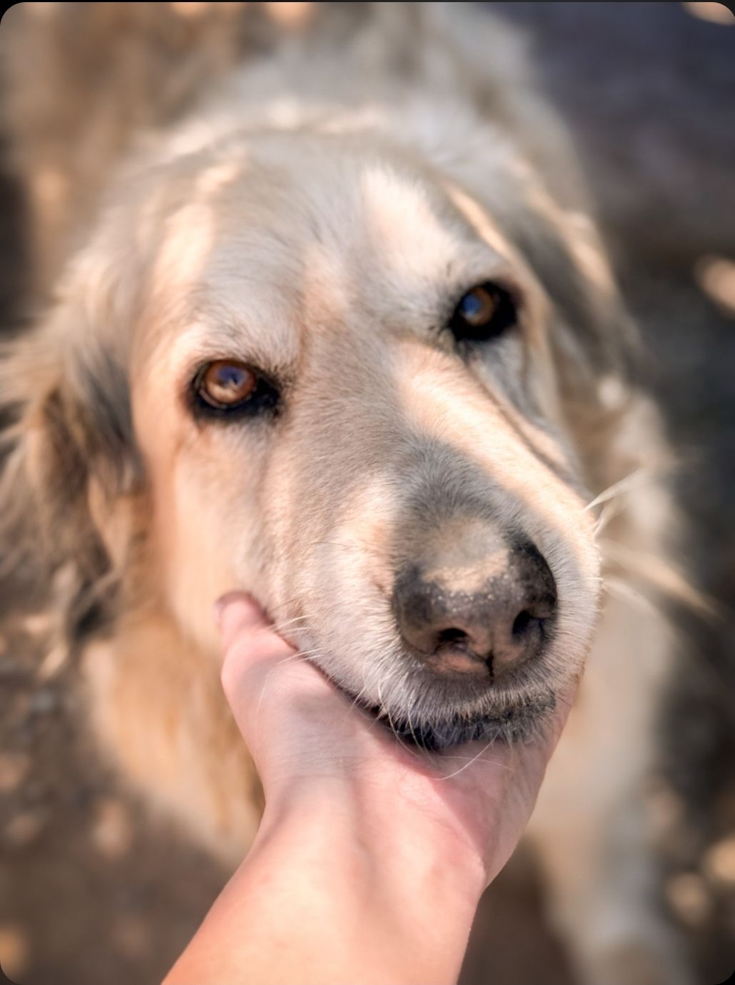 Regina cane a Cirò Marina in Regalo
