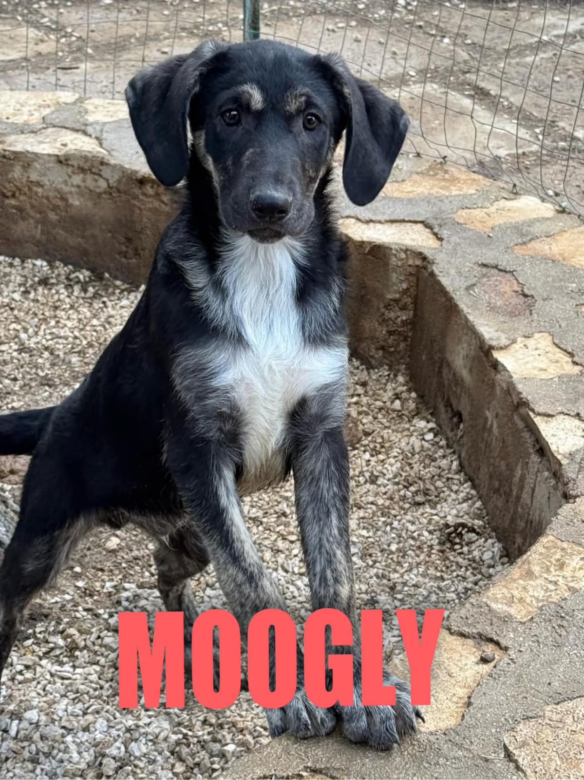 Moogly Cucciolo Delizioso cane a Venezia in Regalo