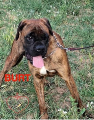 Boxer in Italia - Adozione