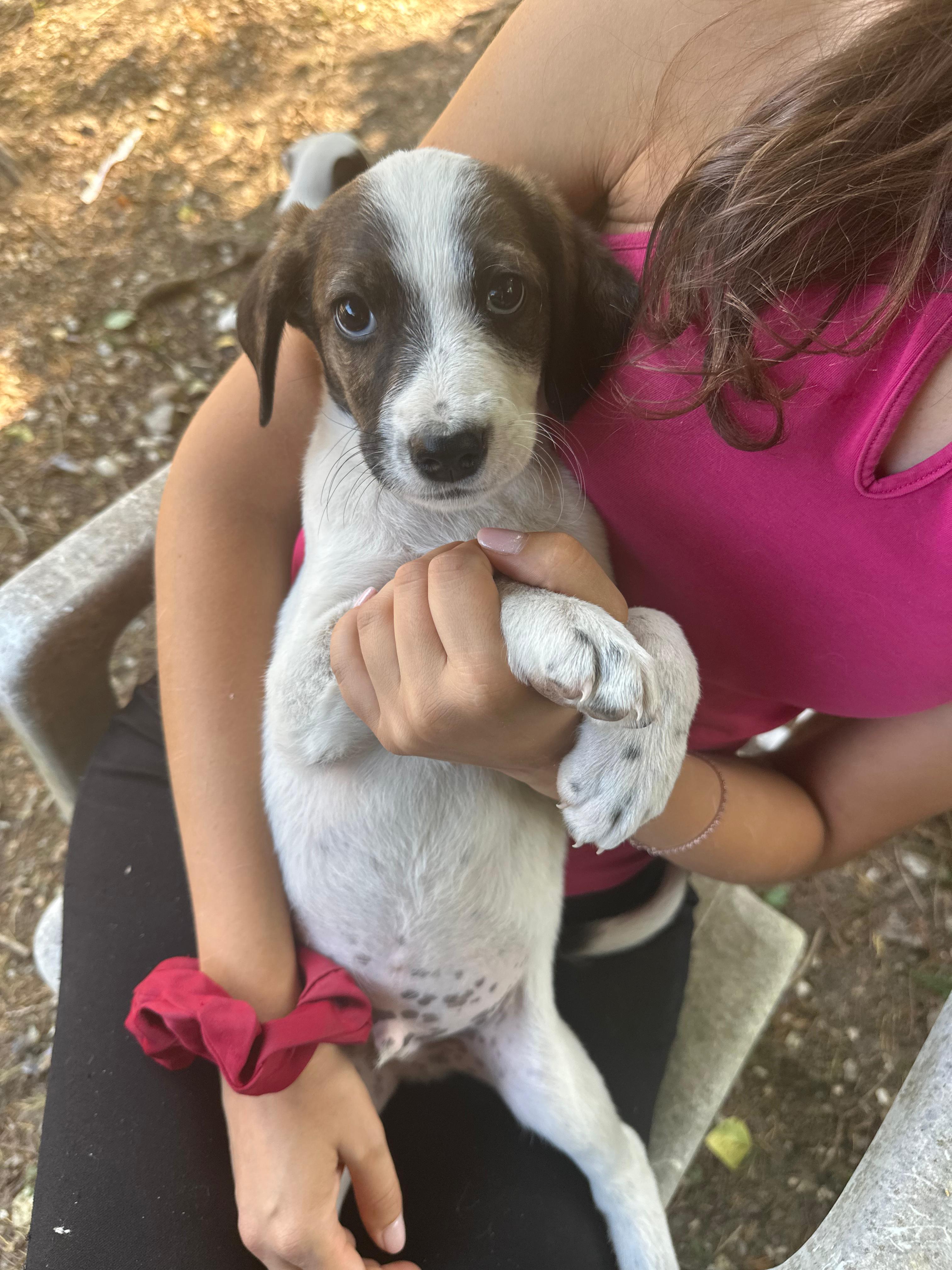 Scott cane a Torino in Regalo