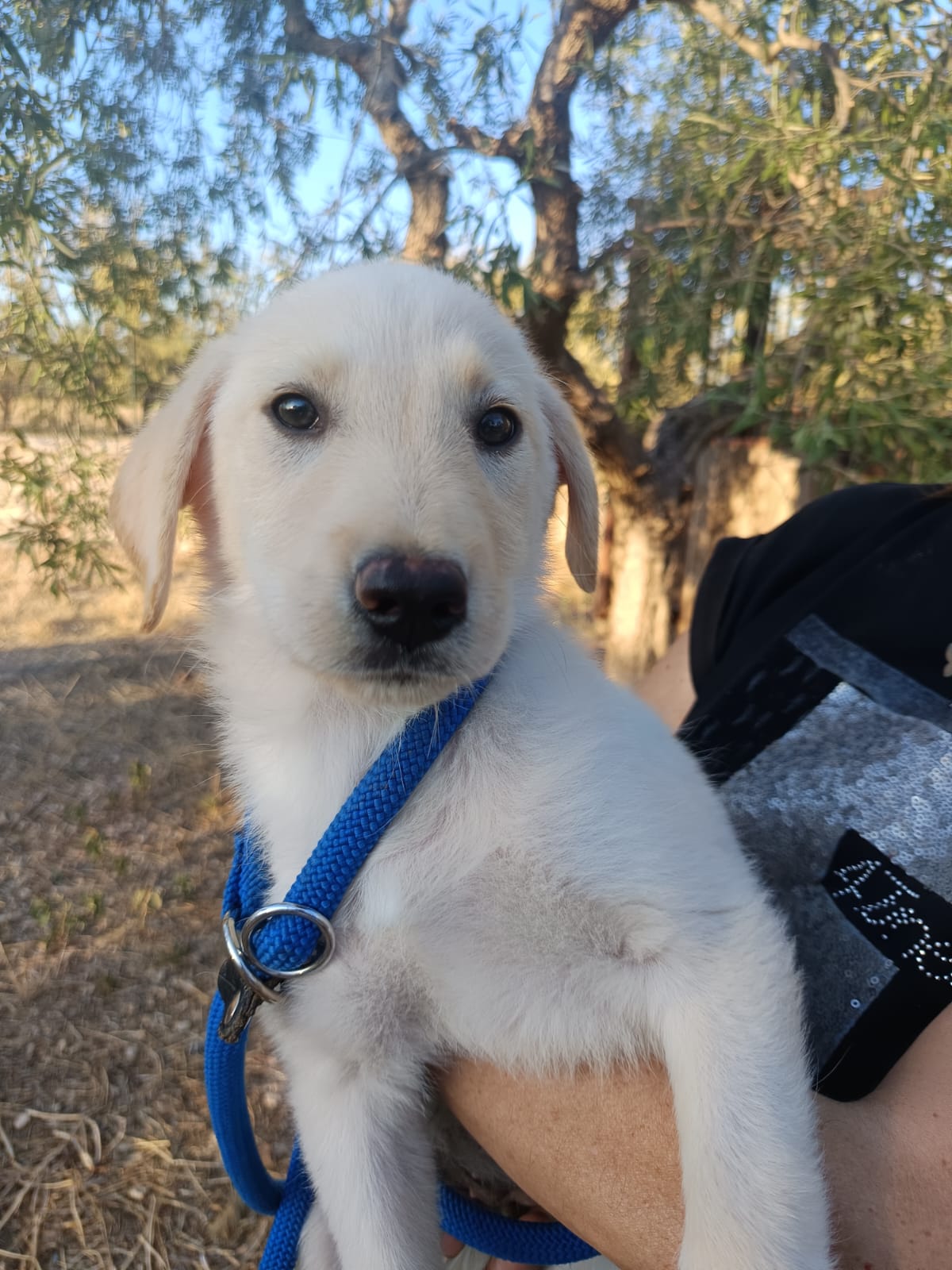 Iris Mix Labrador 3 Mesi cane a Bologna in Regalo