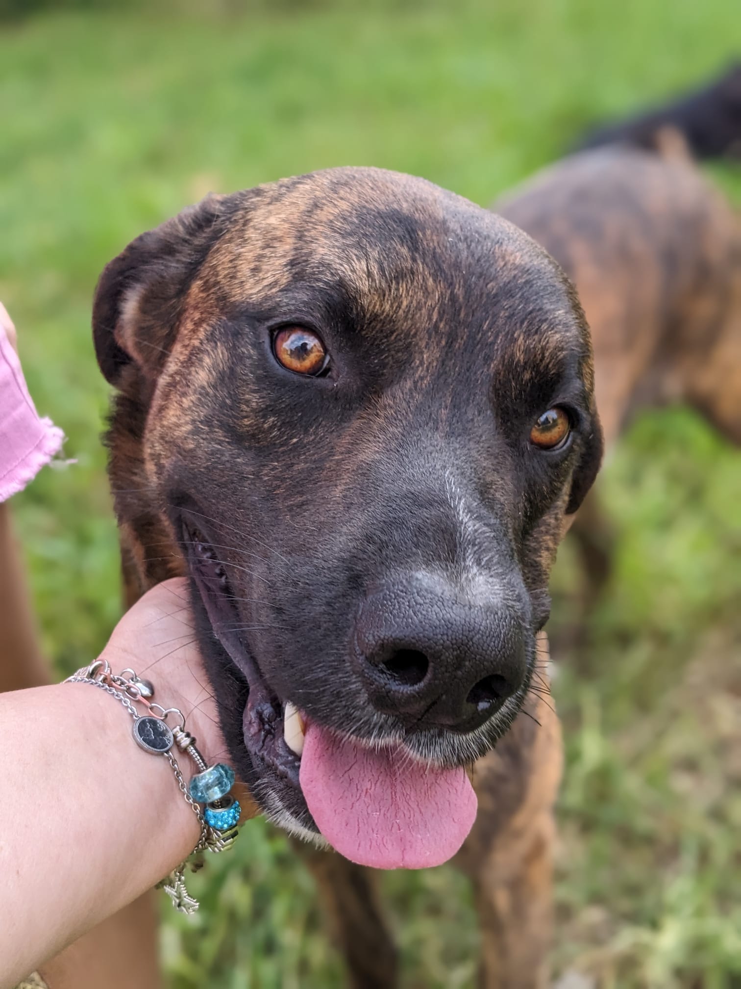 Bear, Cane Tigrato 3 Anni – Taglia Media, Dolce E Intelligente a ...