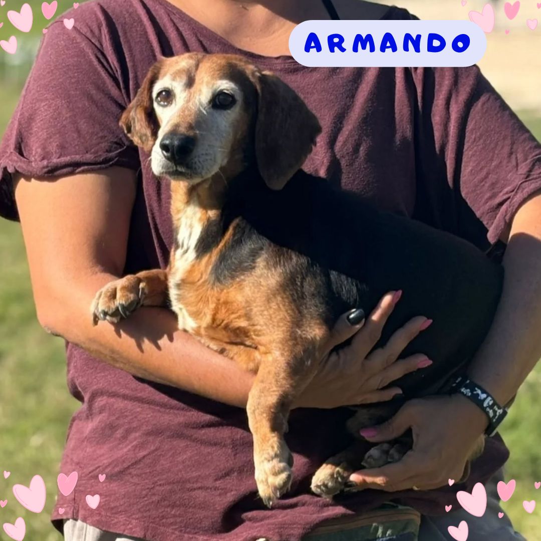 Armando Bassotto Dolce E Gentile Cerca Adozione - 8 Anni - 9 Kg cane a Latina in Regalo