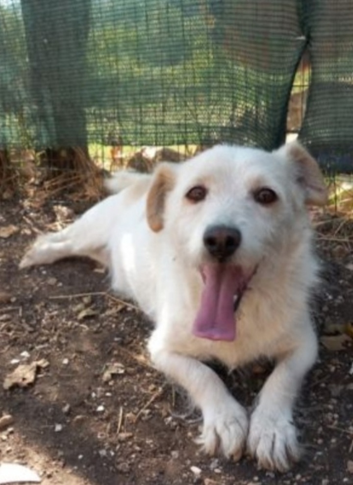 Milo Mix Jack 10Anni Tg Piccola Abruzzo cane a L'aquila in Regalo