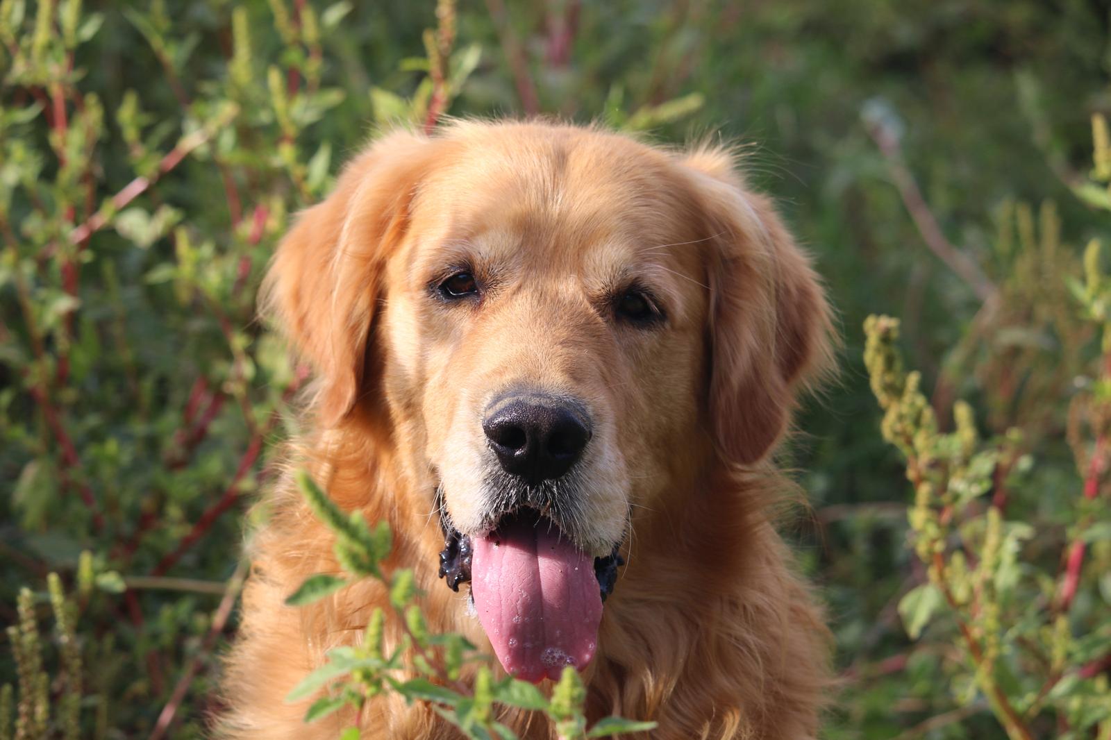 Marley, Solo Solo In Gabbia cane a Roma in Regalo