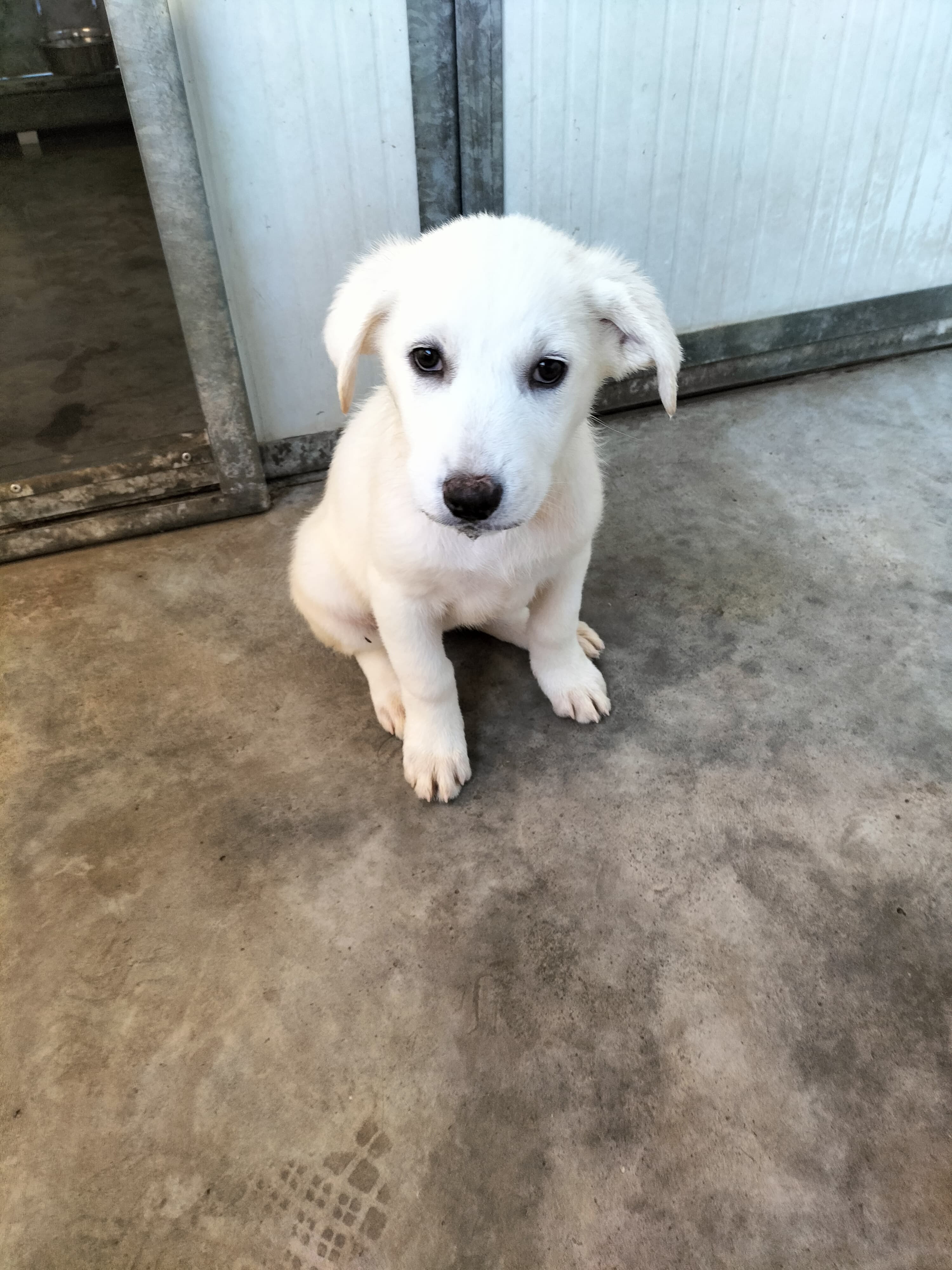 Lady Splendida Cucciola Taglia Medio Grande cane a Barletta in Regalo
