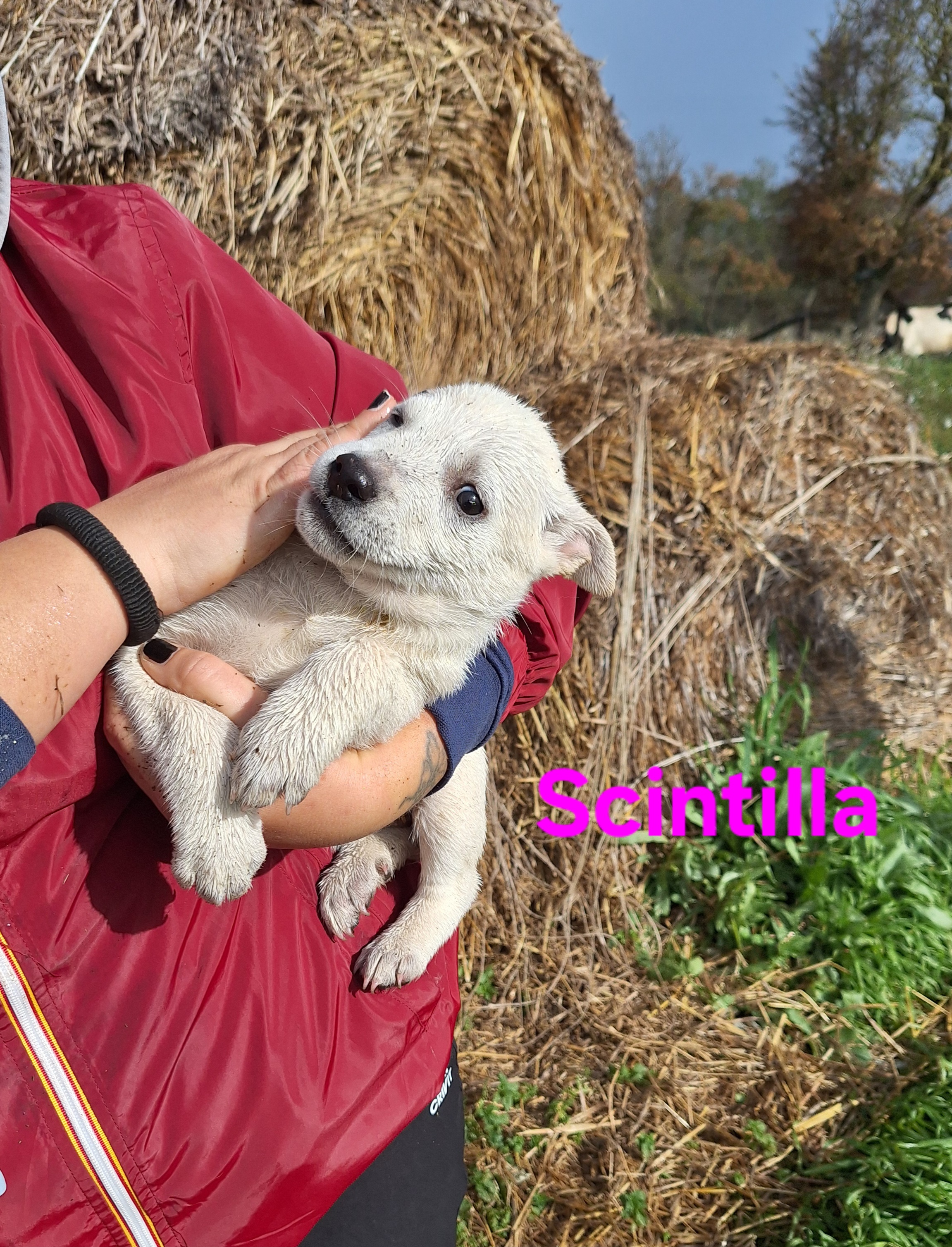 Scintilla Dolce Cucciola Aspetta La Sua Famiglia cane a Roma in Regalo