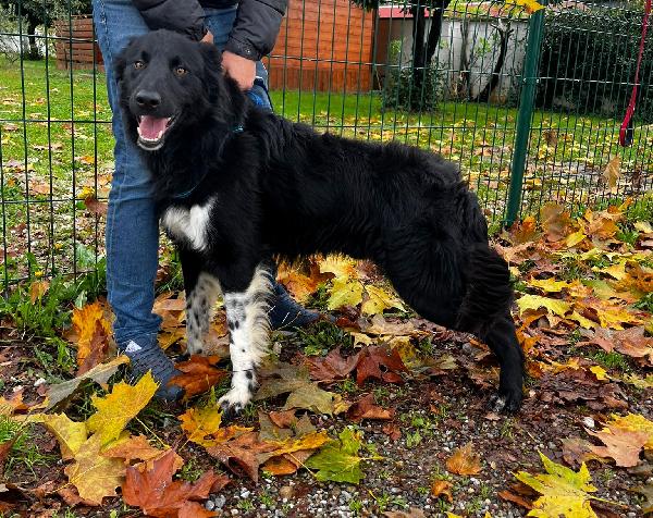 Nicholas Border Collie cane a Segrate in Regalo