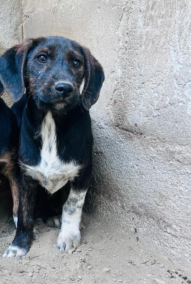Fred - Cucciolo Di 4 Mesi (13Kg Da Adulto) cane a Caserta in Regalo