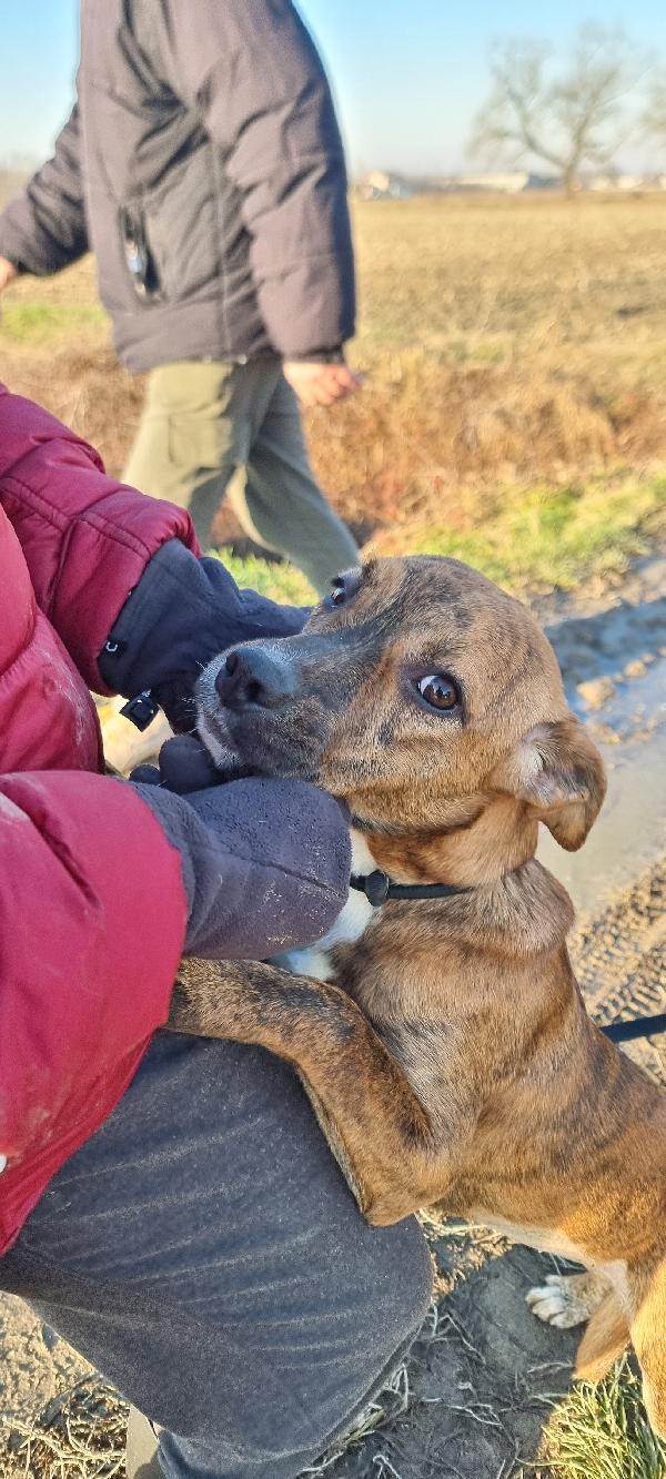Grace Cucciola cane a Garlasco in Regalo