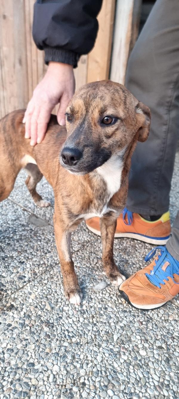 Grace Cucciola cane a Garlasco in Regalo