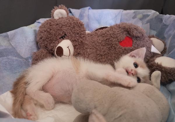 Angy È Uno Splendore Di Micia gatto a Milano in Regalo