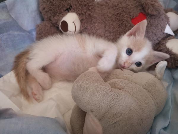 Angy È Uno Splendore Di Micia gatto a Milano in Regalo