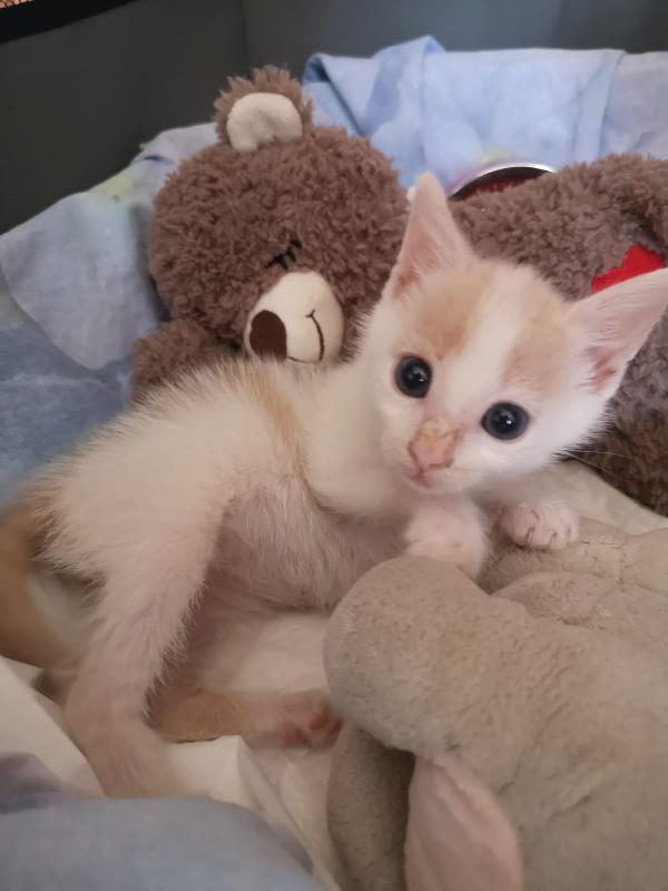 Angy È Uno Splendore Di Micia gatto a Milano in Regalo