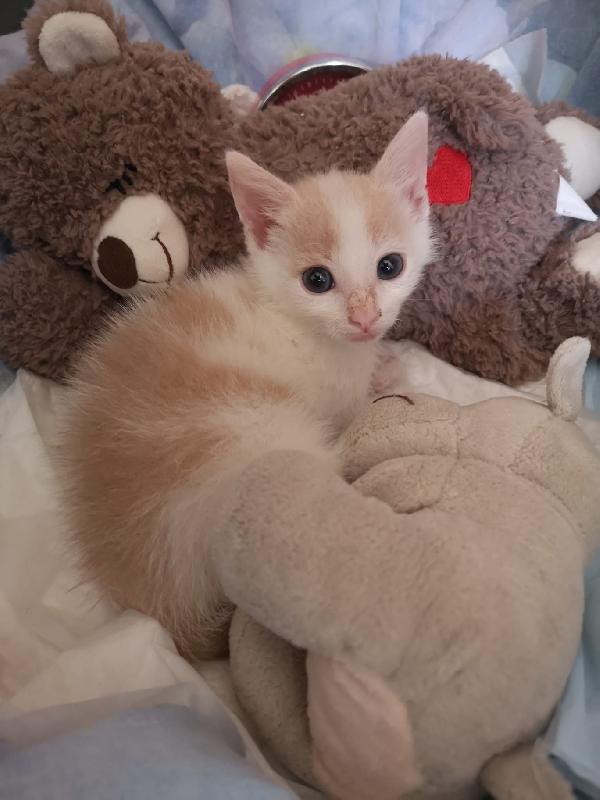 Angy È Uno Splendore Di Micia gatto a Milano in Regalo