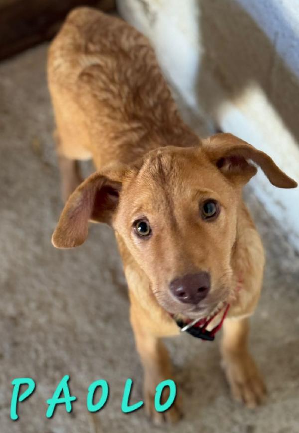 Alex, Paolo & Trilly In Cerca Di Adozione cane a Milano in Regalo