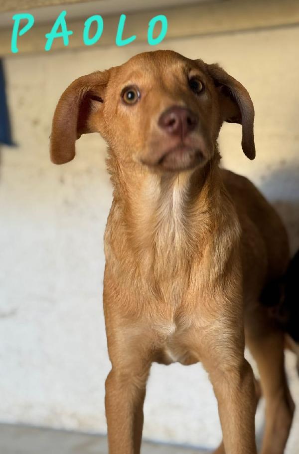Alex, Paolo & Trilly In Cerca Di Adozione cane a Milano in Regalo
