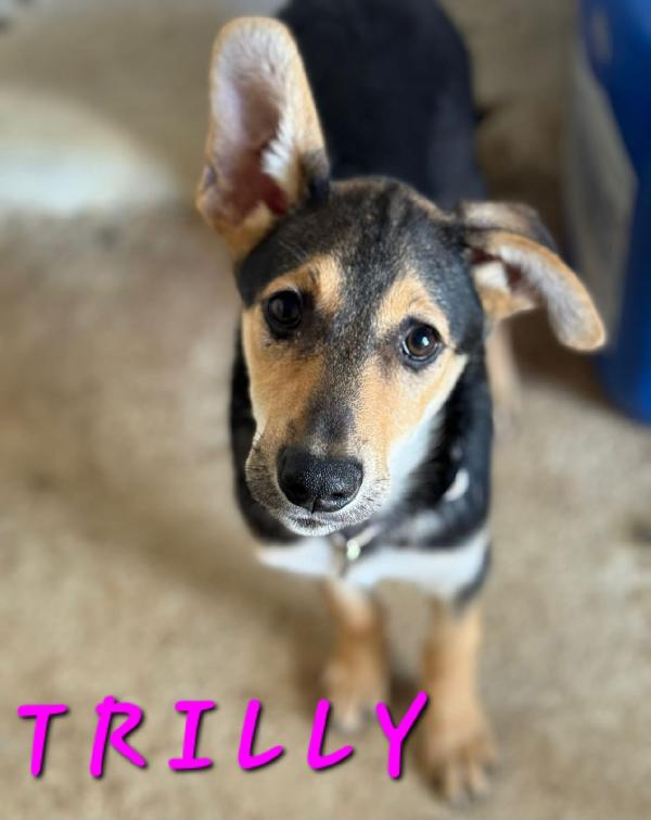 Alex, Paolo & Trilly In Cerca Di Adozione cane a Milano in Regalo