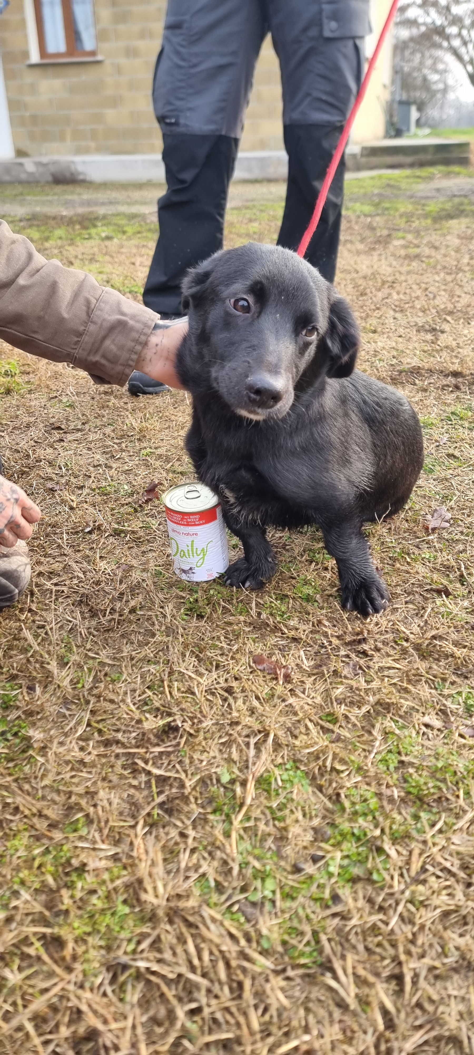 Max cane a Garlasco in Regalo