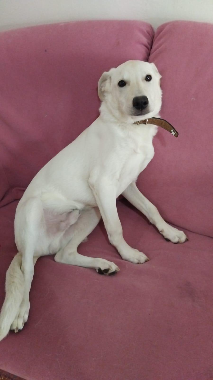 Diego , Cucciolo Taglia Media cane a Milano in Regalo