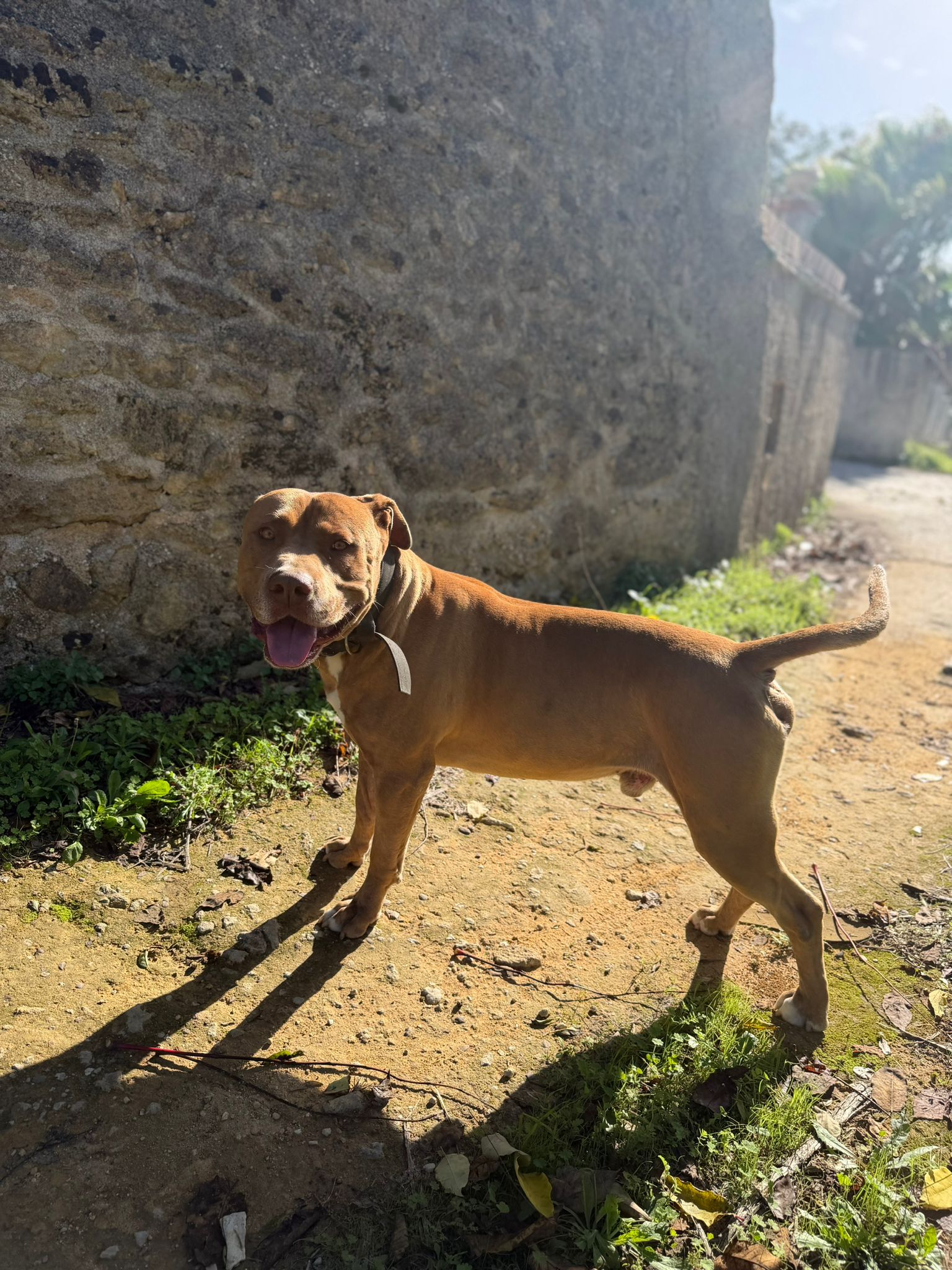Loki, Pitbull Dolcissimo. cane a Partanna in Regalo
