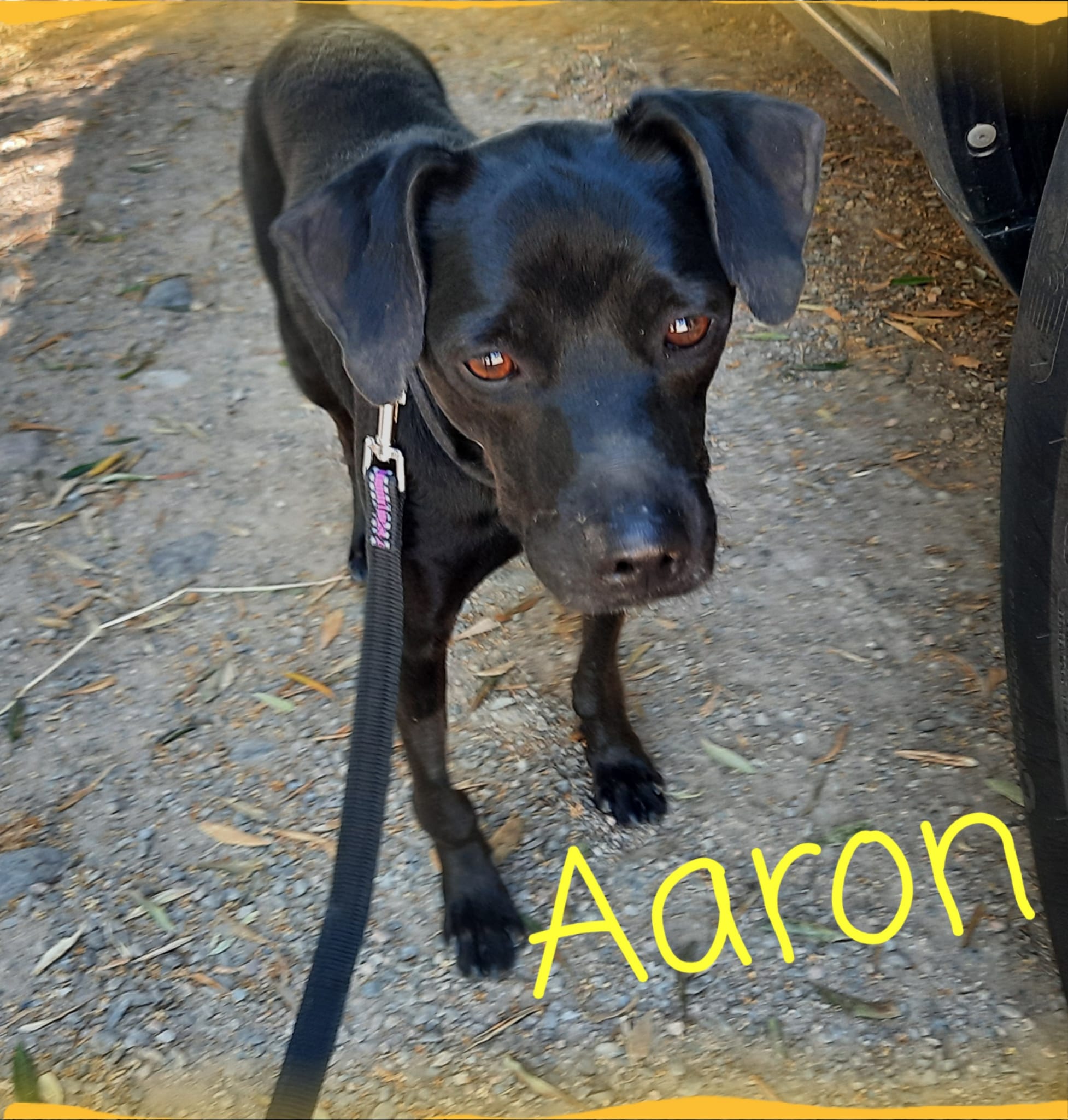 Aaron cane a Milano in Regalo