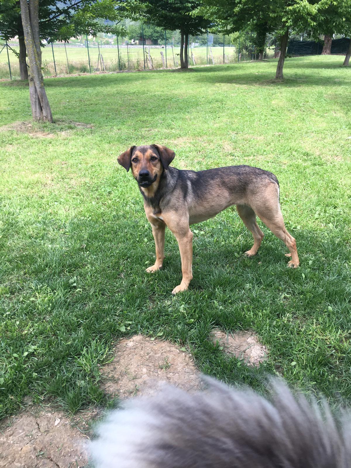 Dorothy & Isabel cane a Valgreghentino in Regalo