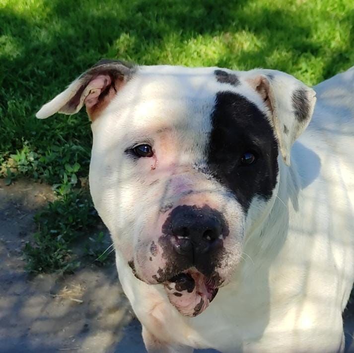 Max cane a Monticelli Pavese in Regalo