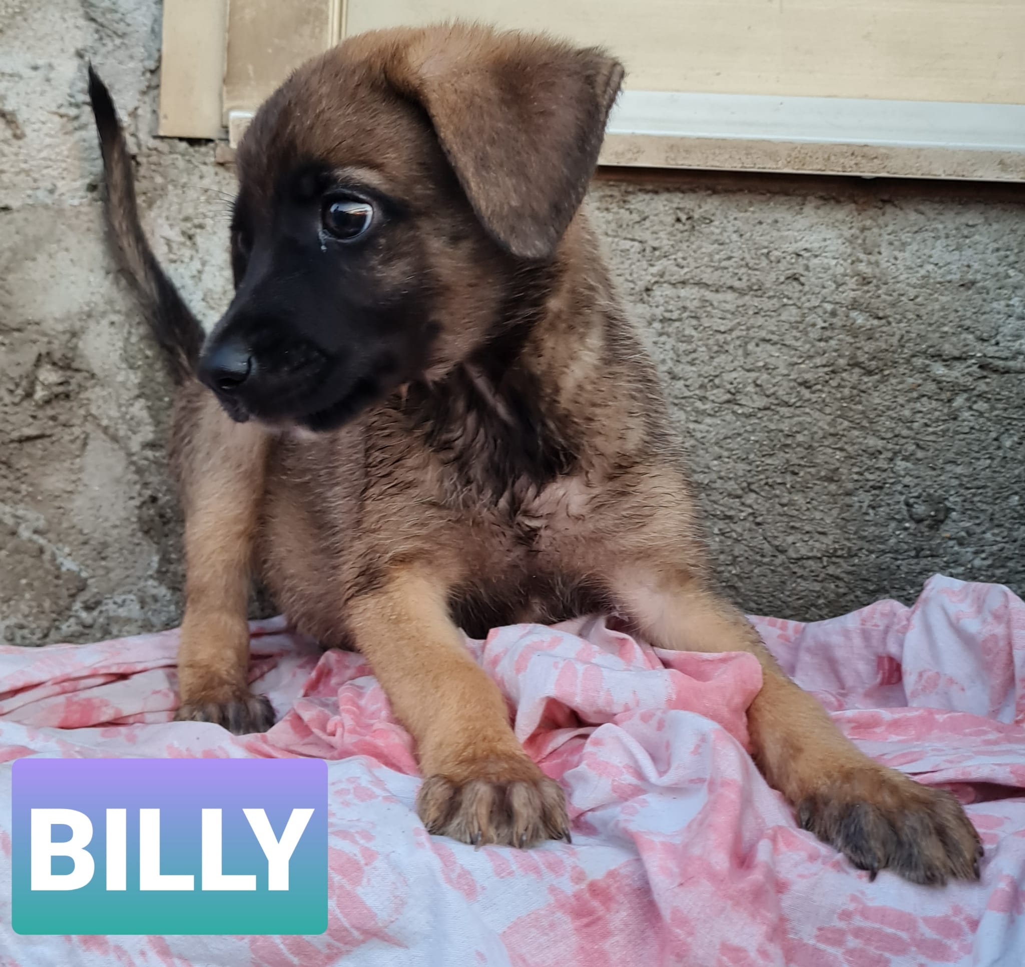 Billy cane a Varese in Regalo