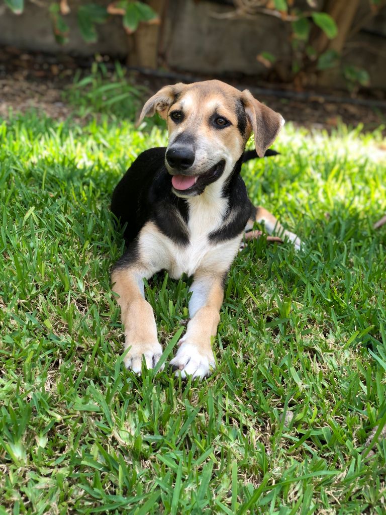Peter cane a Siracusa in Regalo