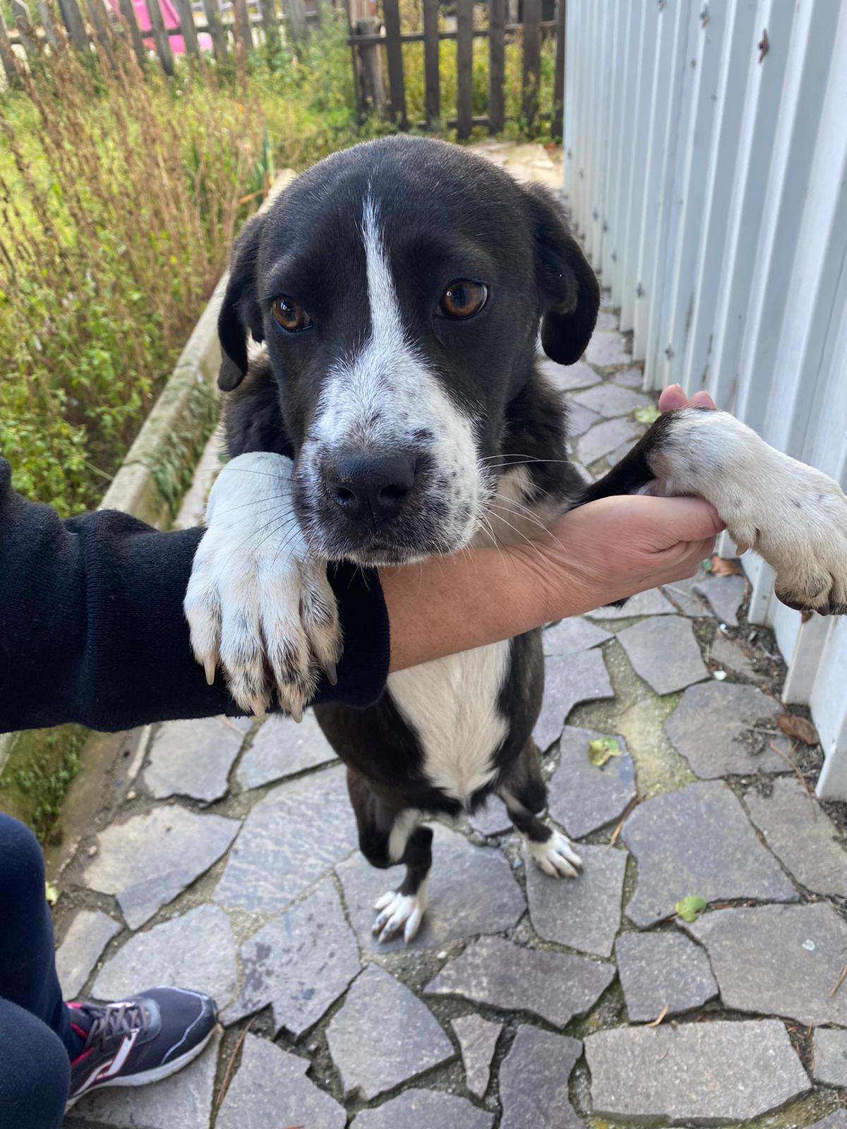 Elizabeth cane a Rose in Regalo