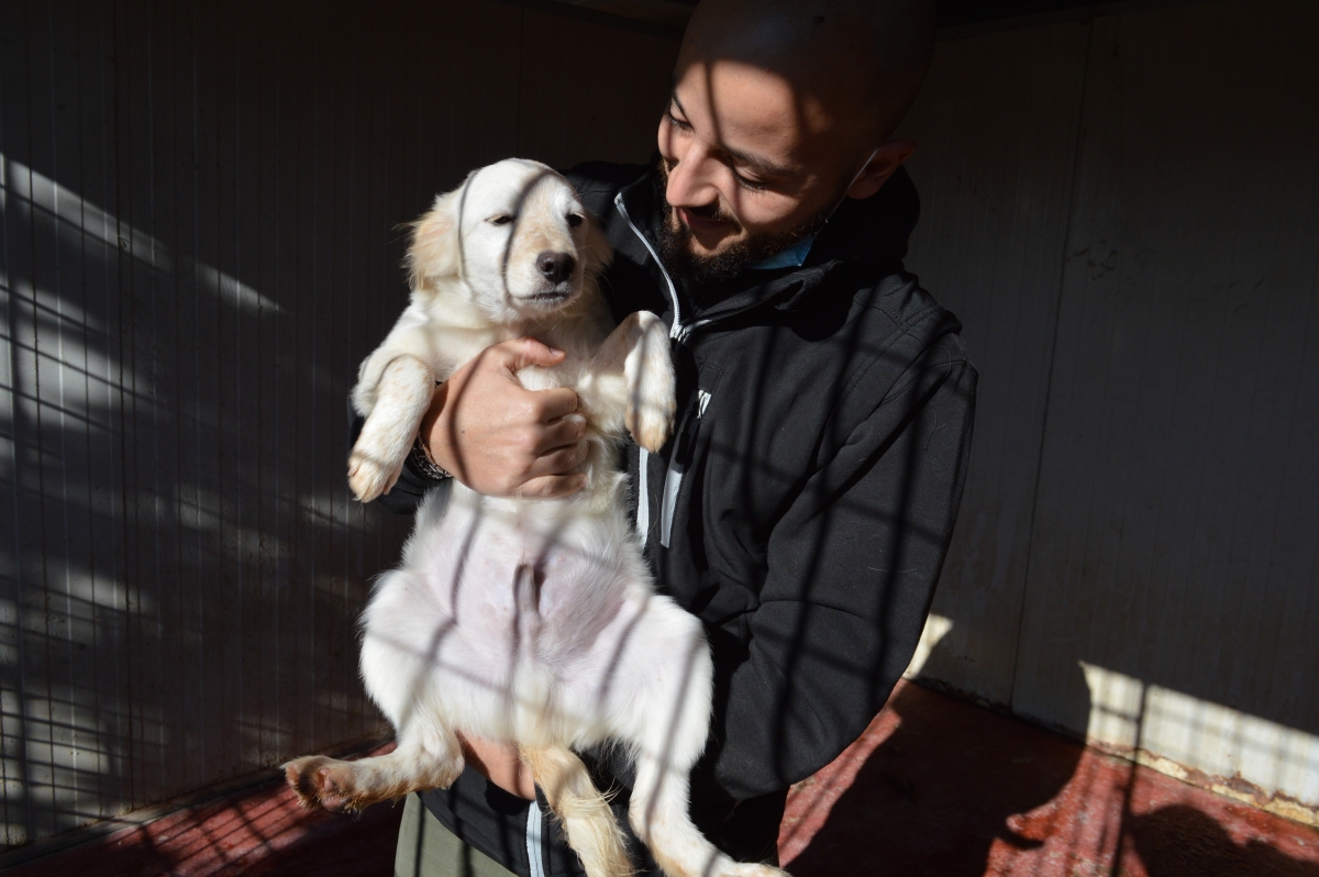 Adotta Derog, Cucciolo Futura Taglia Media Piccola cane a Artena in Regalo