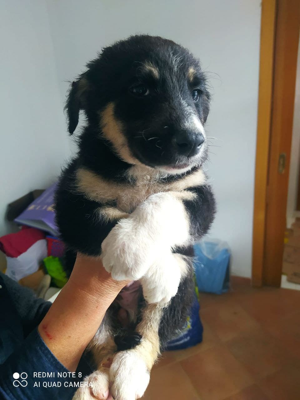 Vincent cane a Casamassima in Regalo