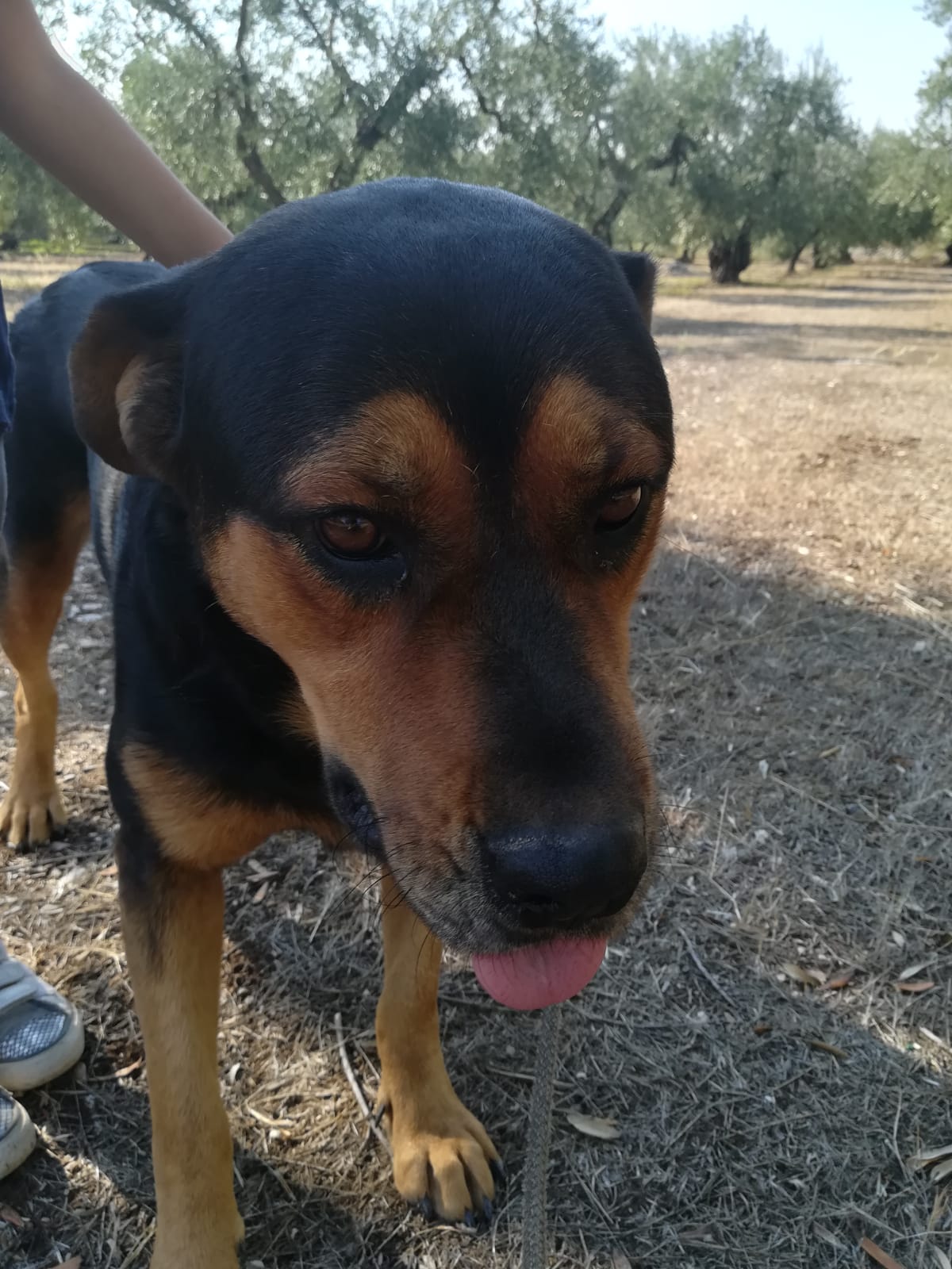 Puma Giovane Simil Rottweiler cane a Firenze in Regalo