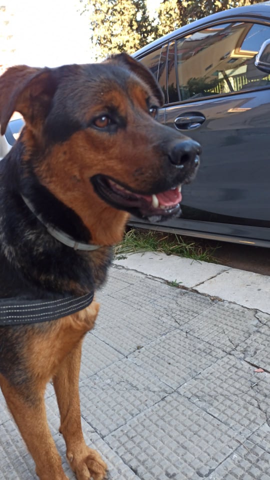 Meravigliosa Dea cane a Rimini in Regalo